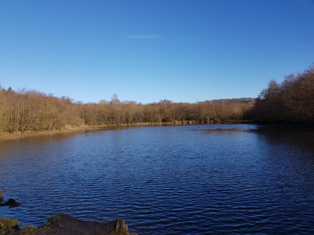 Penllergare Water Vole Restoration Project - Penllergare Valley Woods